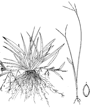 Flora de Puerto Rico Ilustrada Papo Vives: POACEAE AXONOPUS AFFINIS