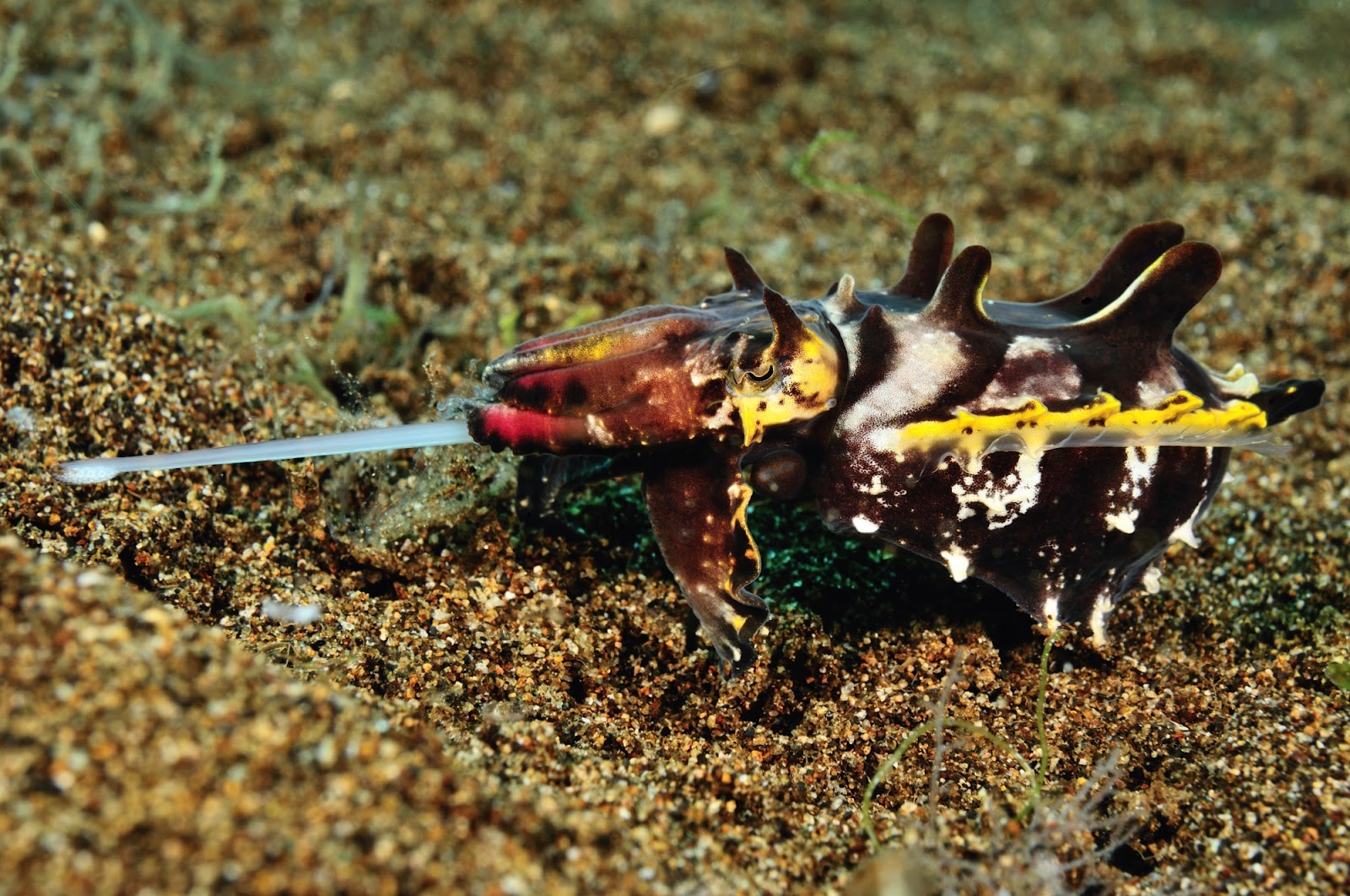 Scuba Diving the Philippines Indepth...: Negros Oriental - Dauin