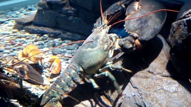 Kumpulan Gambar Lobster Air Tawar Terbesar Di Dunia Yang Pernah Ada ...