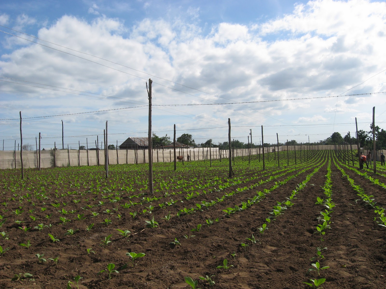 Cuban Cigars, Culture & Lifestyle: Finca Robaina