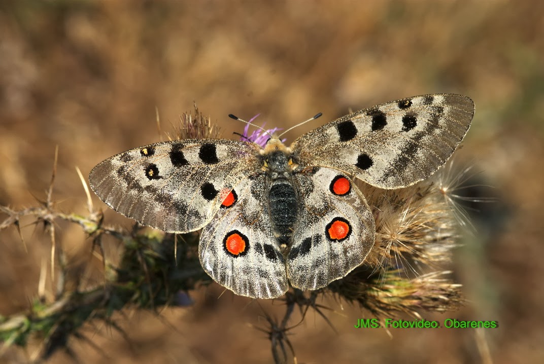 MONTES OBARENES ENTORNO Y VIDA: Mariposa Apolo. Parnassius apollo