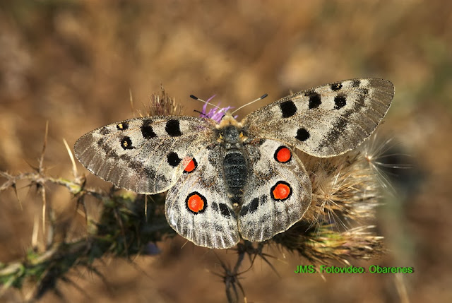 MONTES OBARENES ENTORNO Y VIDA: Mariposa Apolo. Parnassius apollo