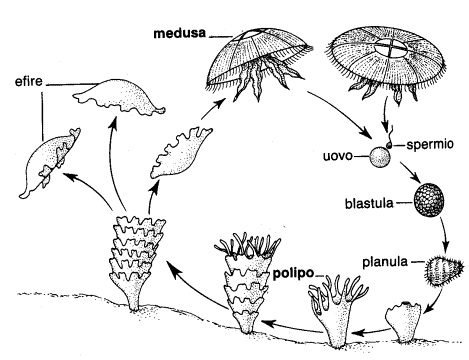 Cout: Come si riproducono le Meduse?