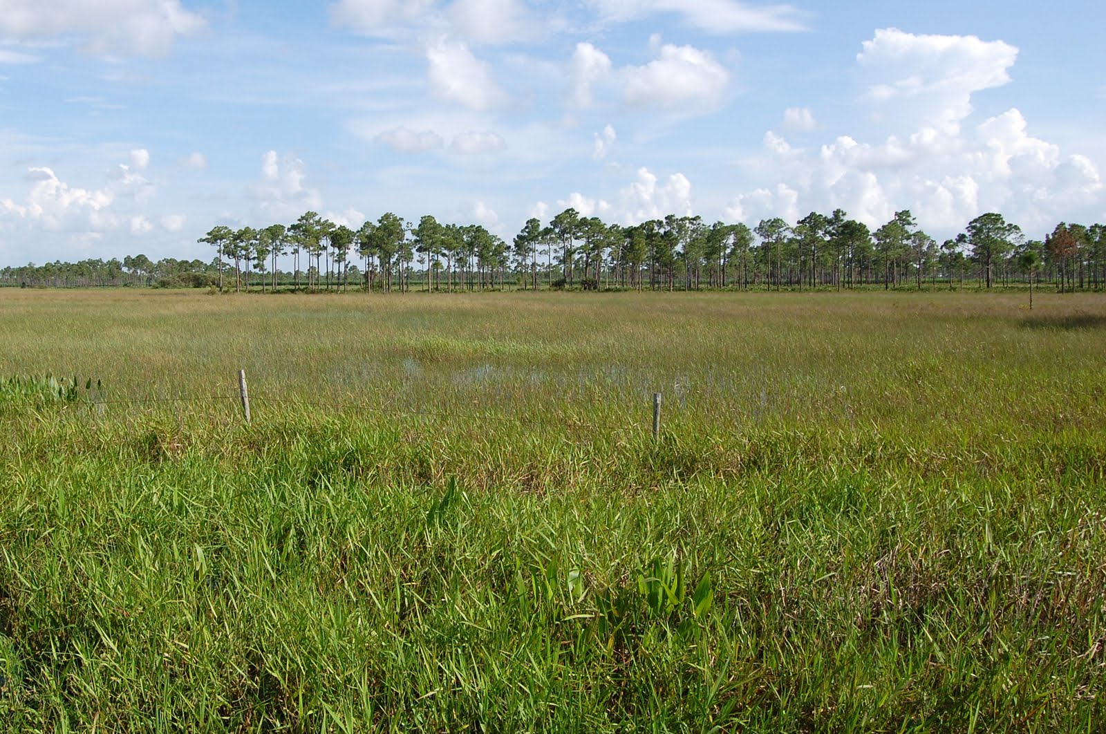 Field Notes and Photos: Tucker's Grade: Landscapes in Florida's Wet Prairie