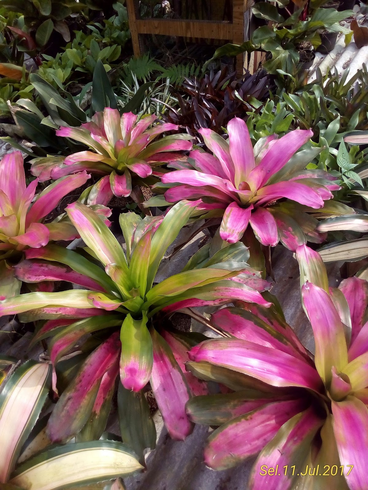 Jual bromelia tanaman hias | aneka jenis bromelia | Rumah taman landscape