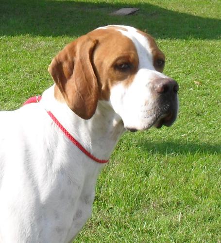 J@ Peťanka: Lovecký pes