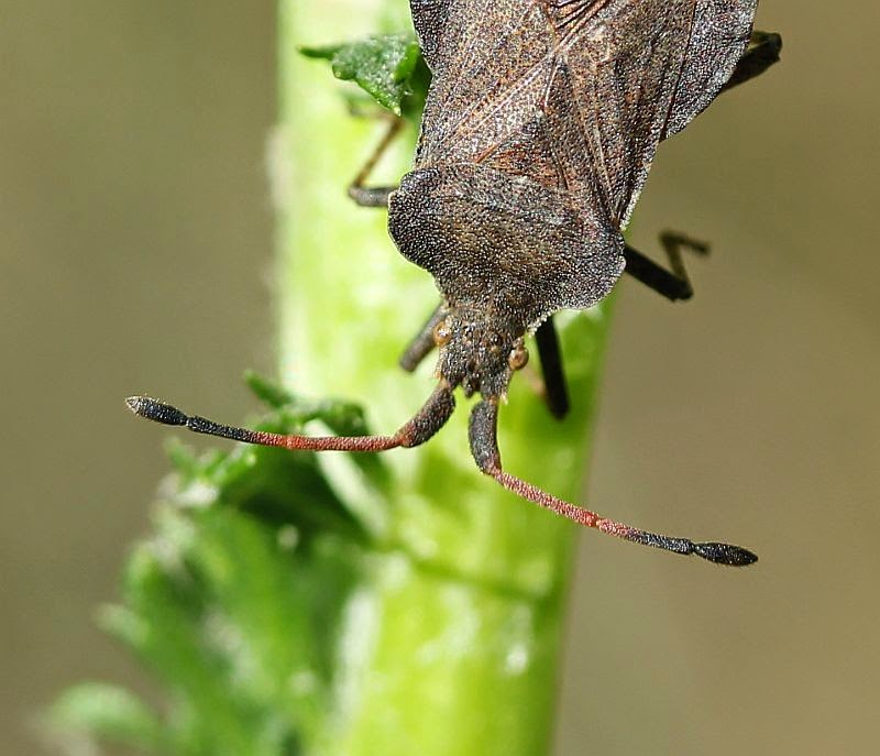 Naturwunder ...: Lederwanze