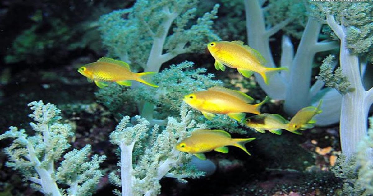 41+ Gambar Ikan Yang Cantik, Trend Terbaru!