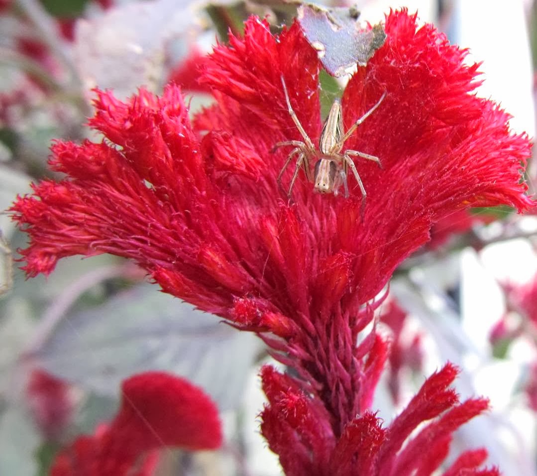 NATURAL & UNIQUE PHOTOGRAPHY: SPIDER ON THE PLUM PLANT FLOWER OR MURGA ...