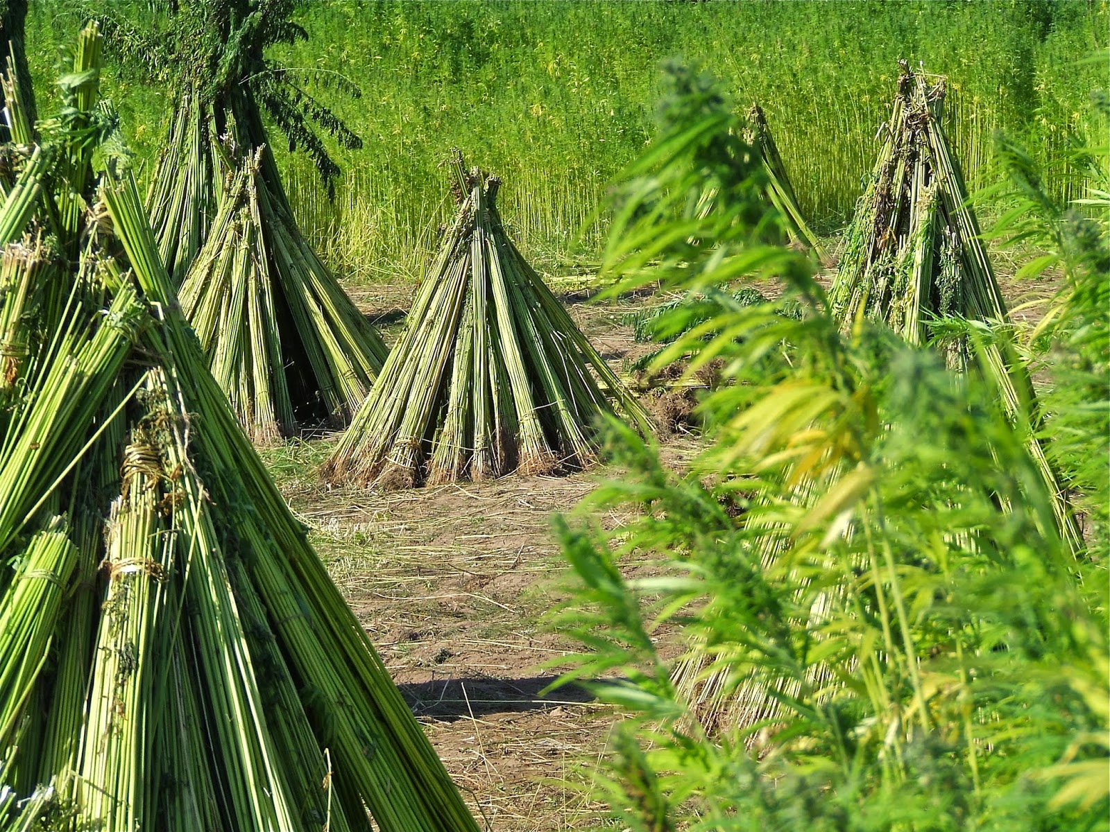 Programa de Textilización - Ciencias Textiles : Capítulo 4 - Fibras ...