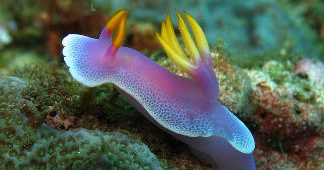 A Sea Slug Symphony | The Ark In Space