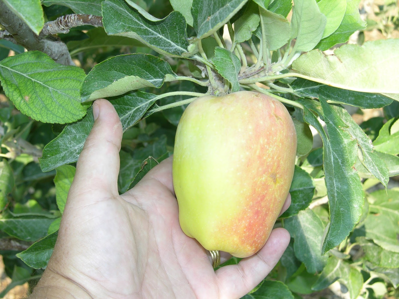 Xtremehorticulture of the Desert: Use Apple Seed Color to Predict Maturity
