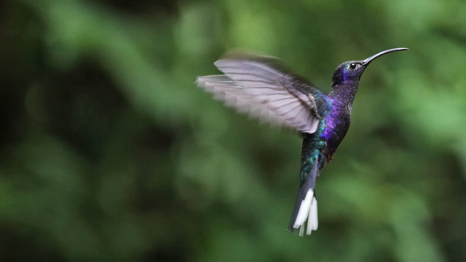 Instantes alados Costa Rica: Colibrí Ala de sable violaceo
