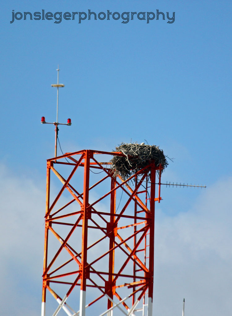 Northern Illinois Birder: Birds that Nest in Man-made Structures