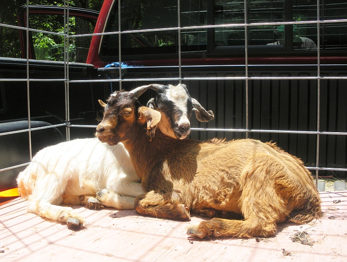 Pratie Place: In which we visit a flock swap, then drive to Sanford NC ...