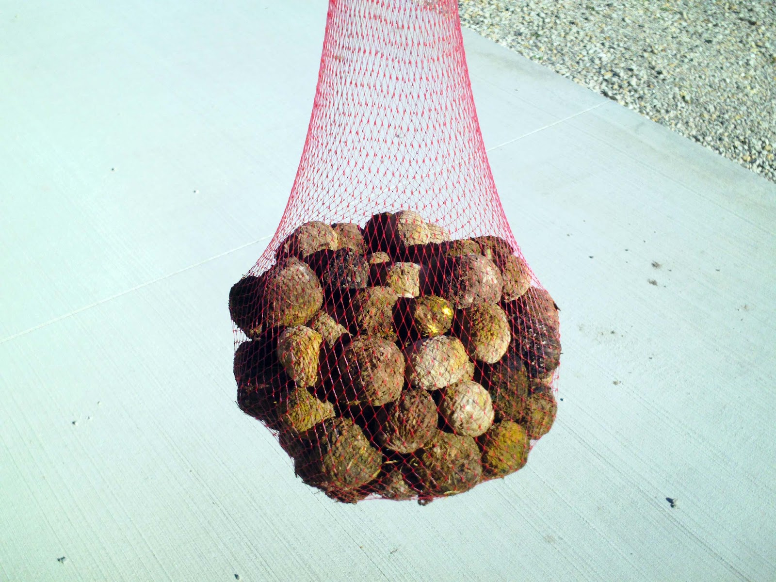 Fitzpatrick Farm: Black Walnut Processing