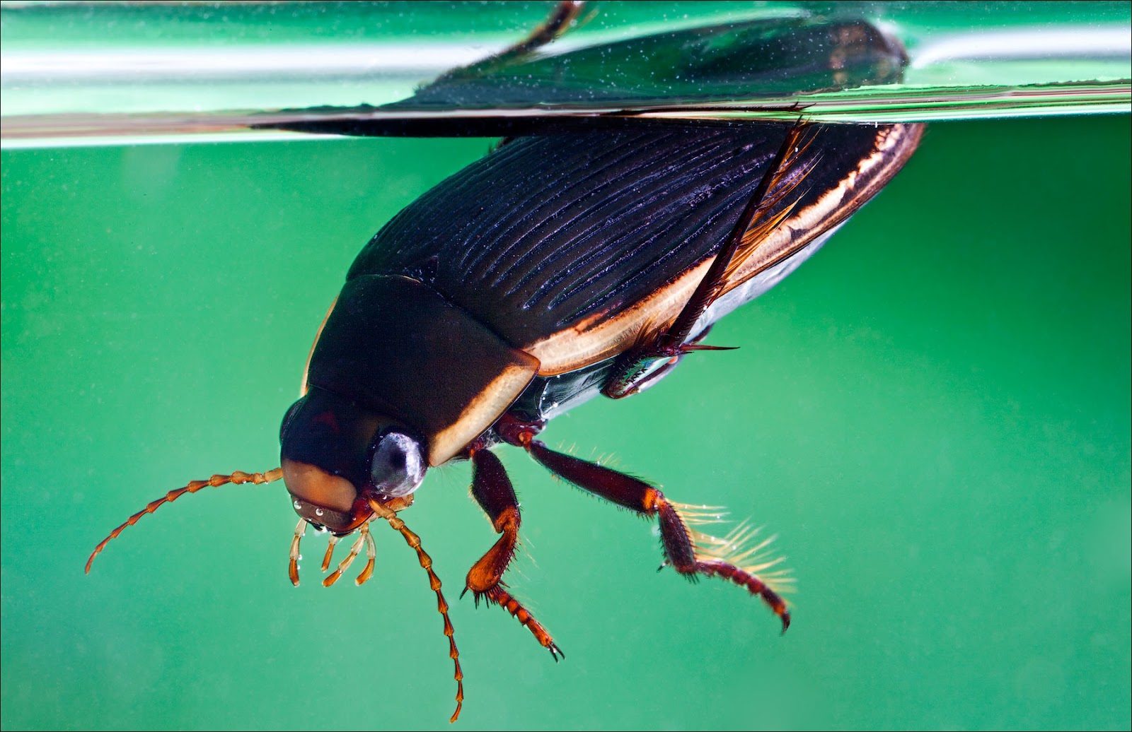 I mina vatten: Gulbrämad dykarbagge