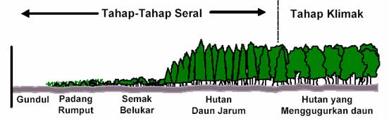 Contoh Ekosistem Suksesi Sekunder Cable Tos - Riset