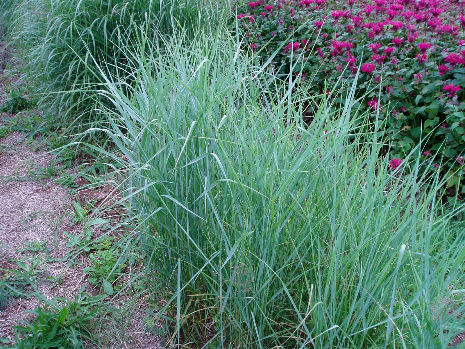 Lovegrass Farm: Panicum virgatum Ornamental Grass at Lovegrass Farm