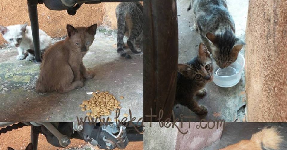YANG ADA KUCING BANYAK HANTAR JE KAT PUSAT PERLINDUNGAN HAIWAN - kedai ...