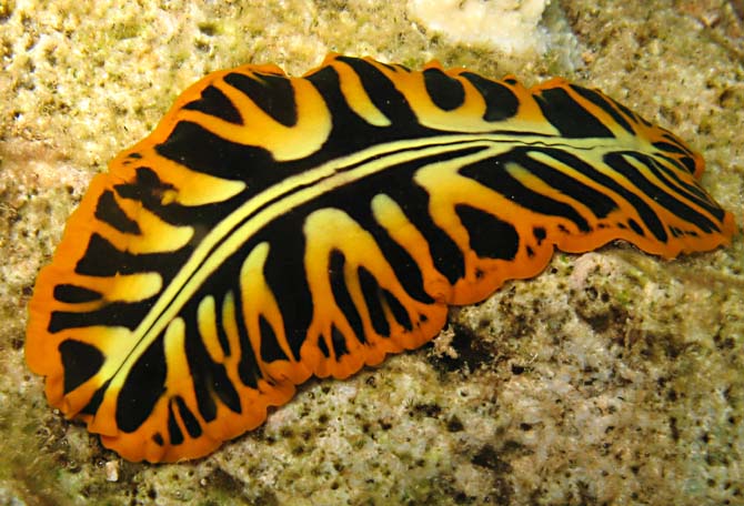 Info animales: PLANARIAS