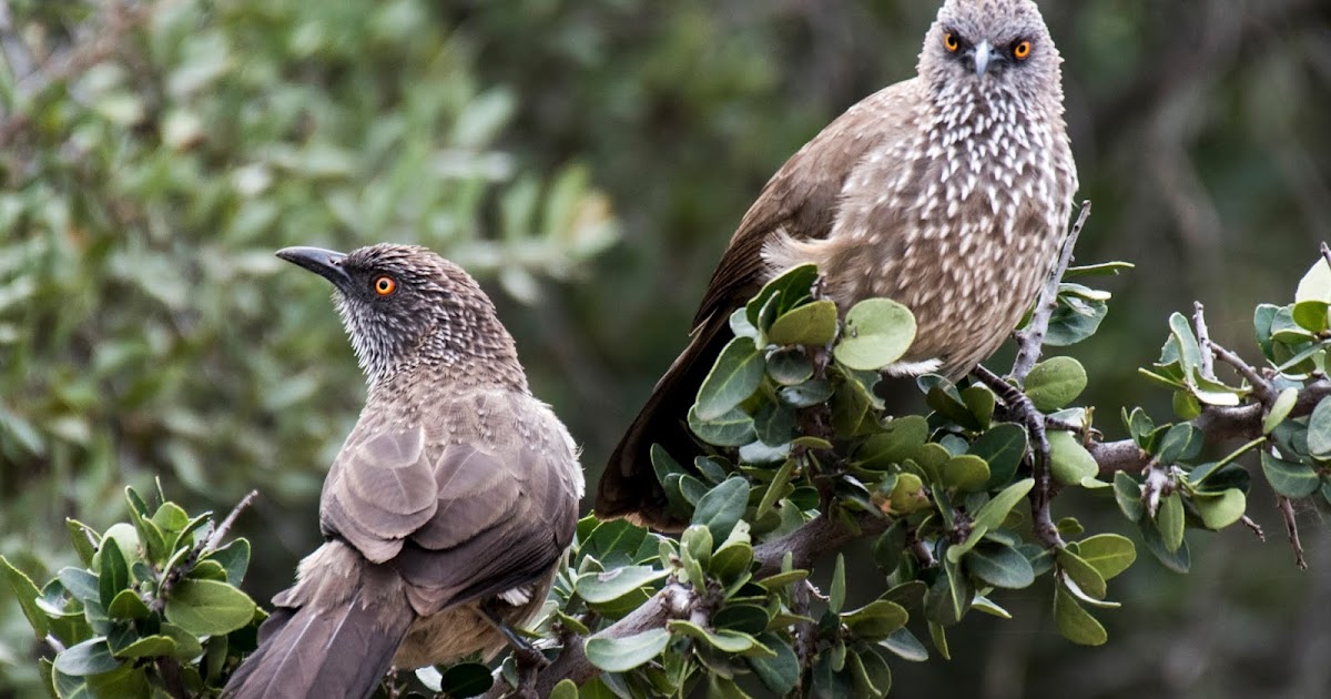 Adventures with Olaf: What is all this Babble?