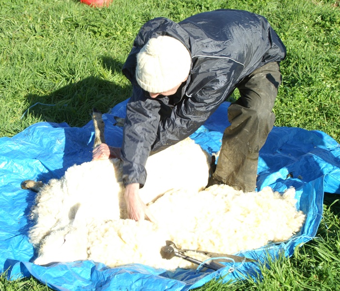 Woolshed 1: Sheep Husbandry - blade shearing method