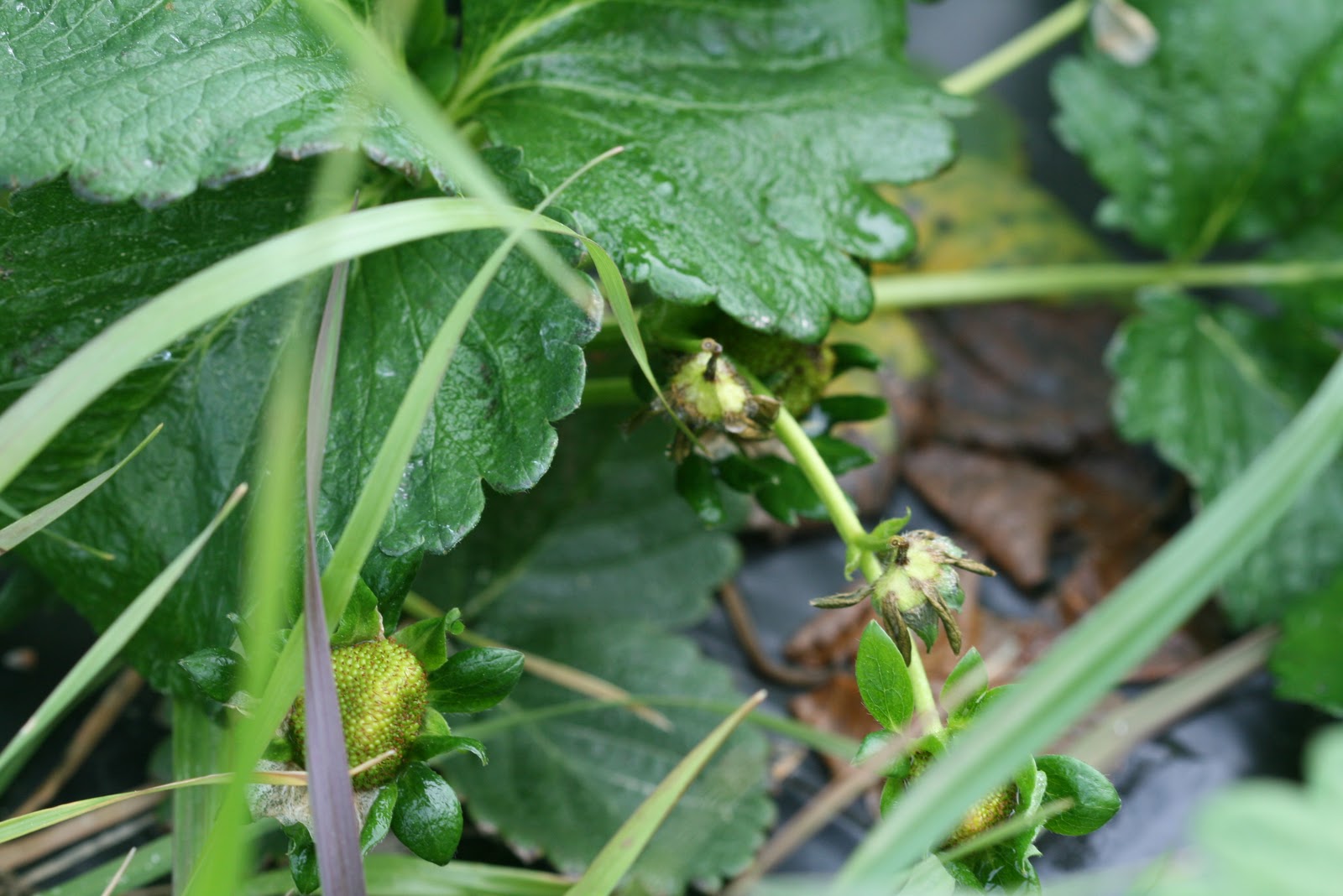 NC Small Fruit & Specialty Crop IPM: What to Watch for - Strawberry ...