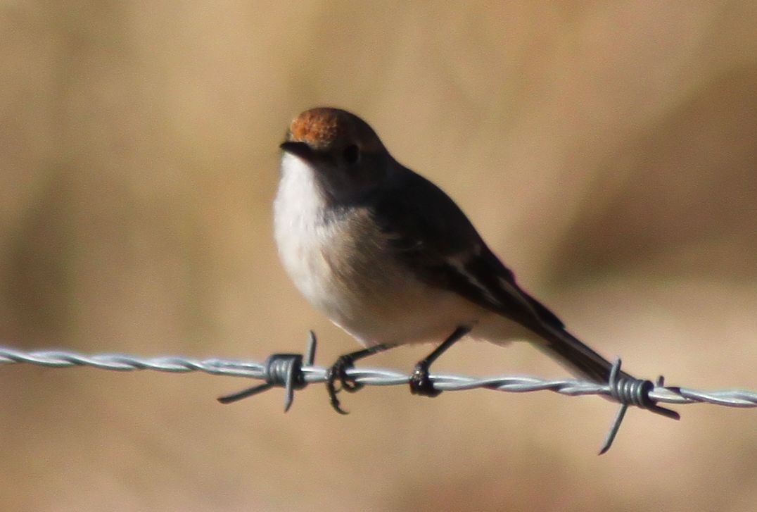 Richard Waring's Birds of Australia: Red-capped Robin - female