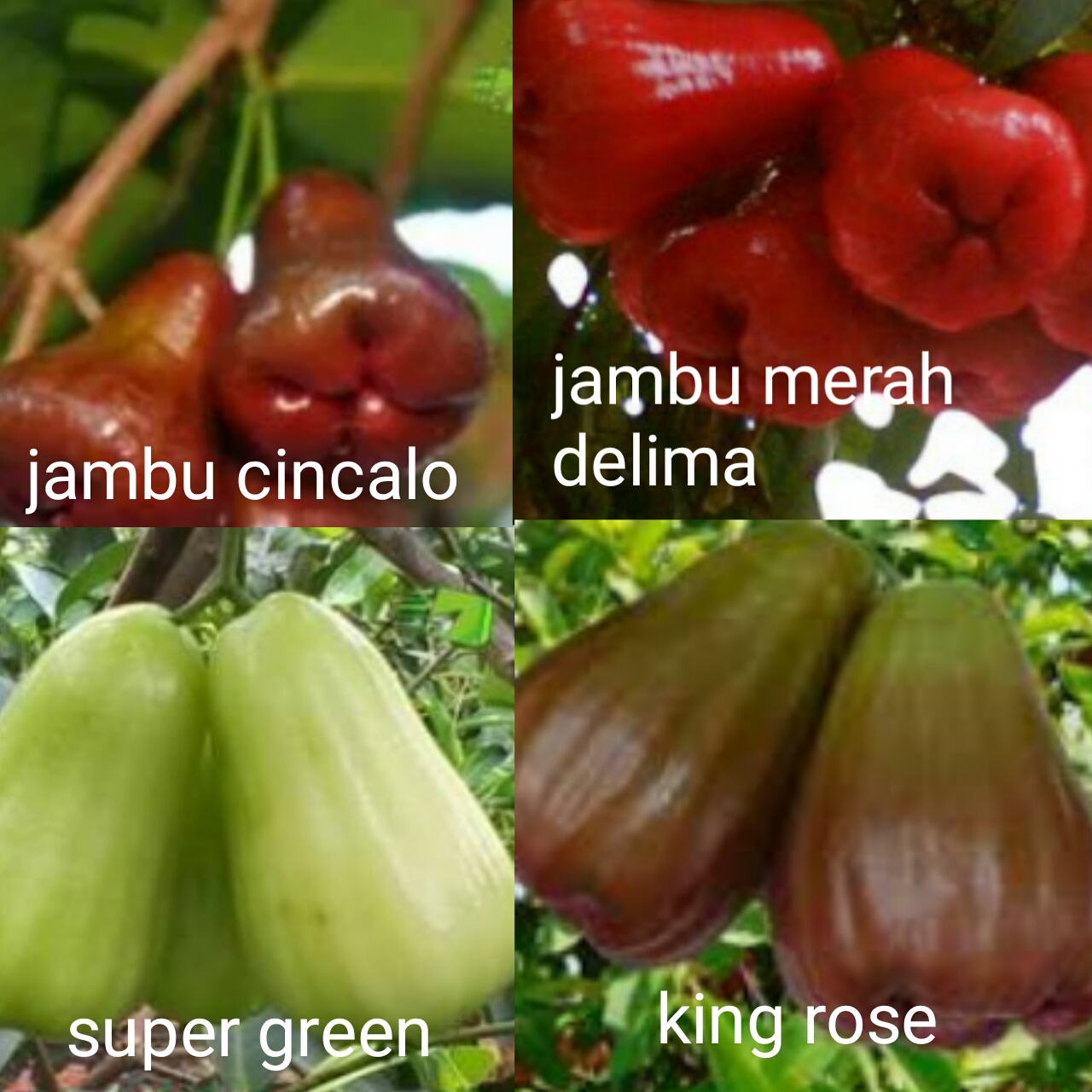 8 Jenis Jambu Air di Indonesia Yang Baik Untuk Dibudidayakan | -Koran ...