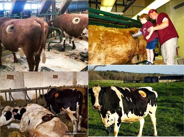 Del Ser. el saber y el ser: CÁNULA RUMINAL OTRO EXPERIMENTO MAS DEL ...