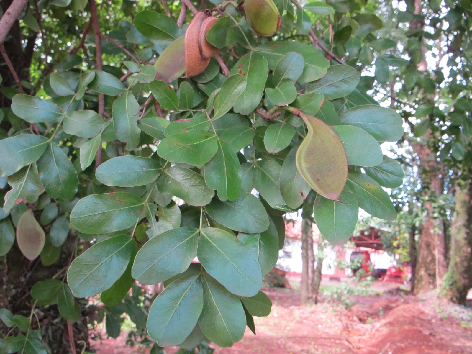 The Flowering plants - Leguminosae - Fabaceae