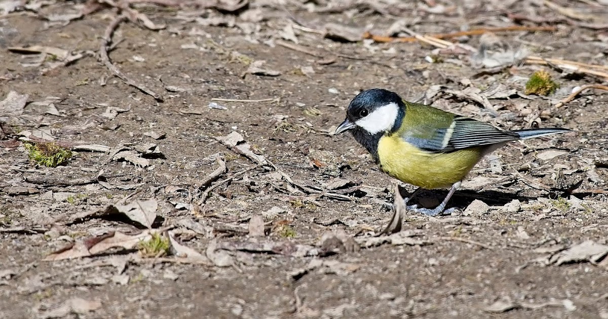 Piccoli passeriformi al "La Rupe"