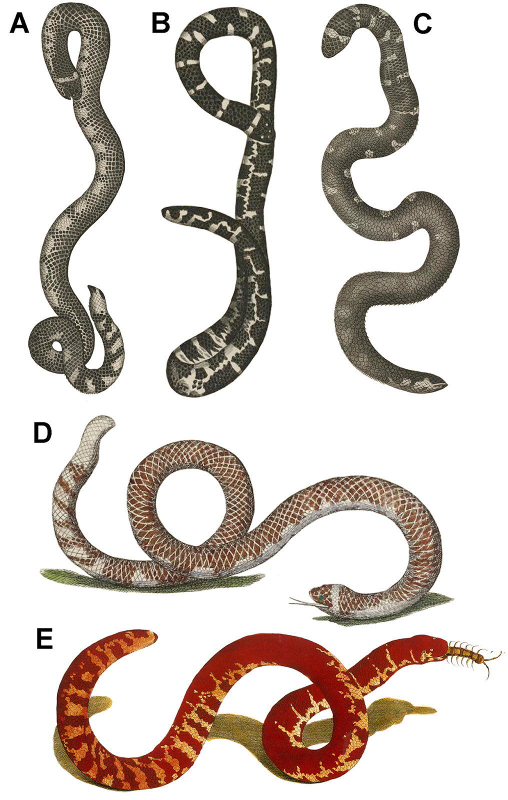 Life is short, but snakes are long: Even snakes have their charismatic ...