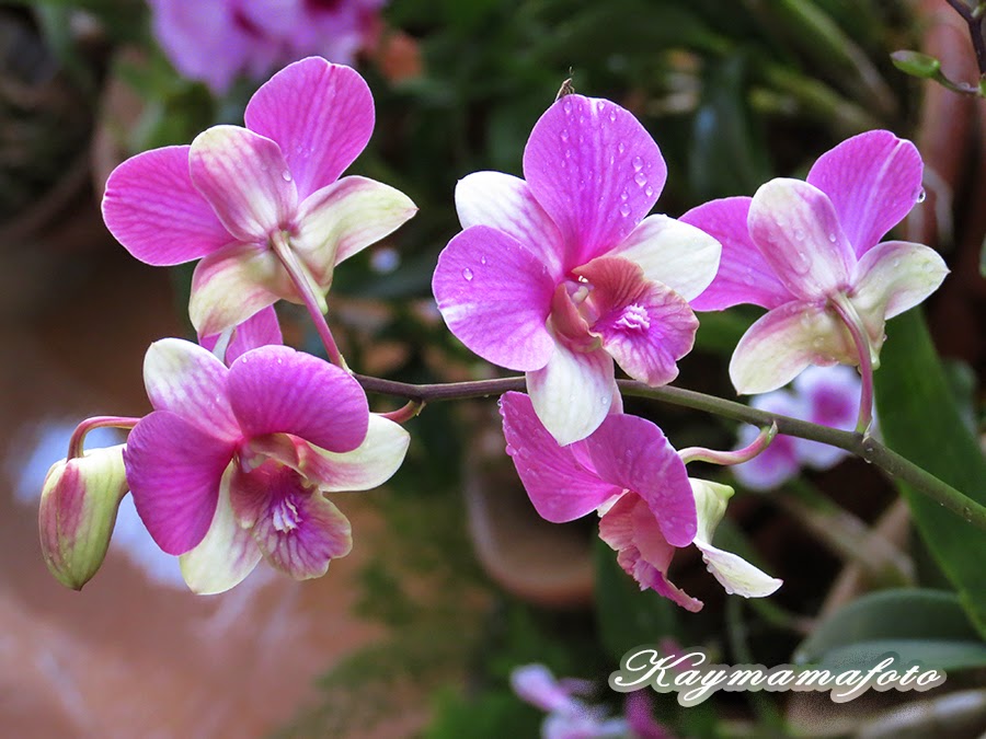 laman impianku...: Pokok Bunga Orkid