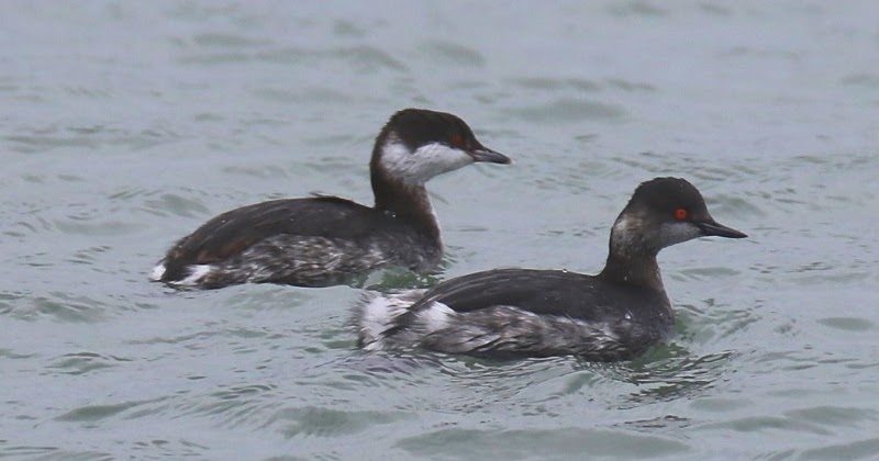 Murfs Wildlife : Black-necked & Slavonian Grebes