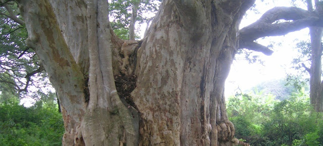 Tamilnadu Tourism: 300 Years Old Banyan Tree, Javadi Hills