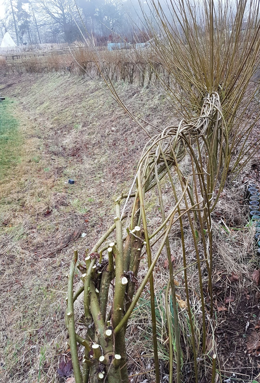 Weaving the Willow Fence