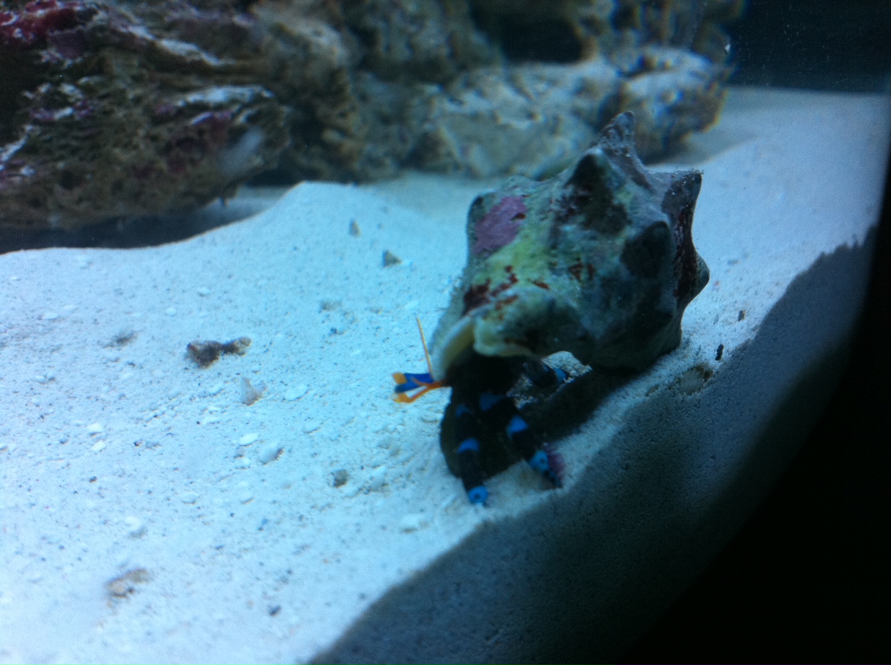 Primeros peces en el acuario de arrecife marino | El Blog de las Piscinas