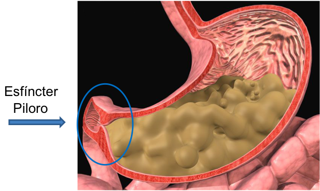 Fisiologia do exercício : Sistema Gastrointestinal