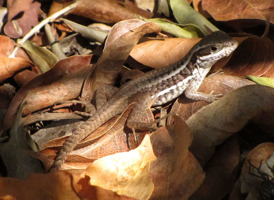 North Shore Nature: Some Cuban lizards