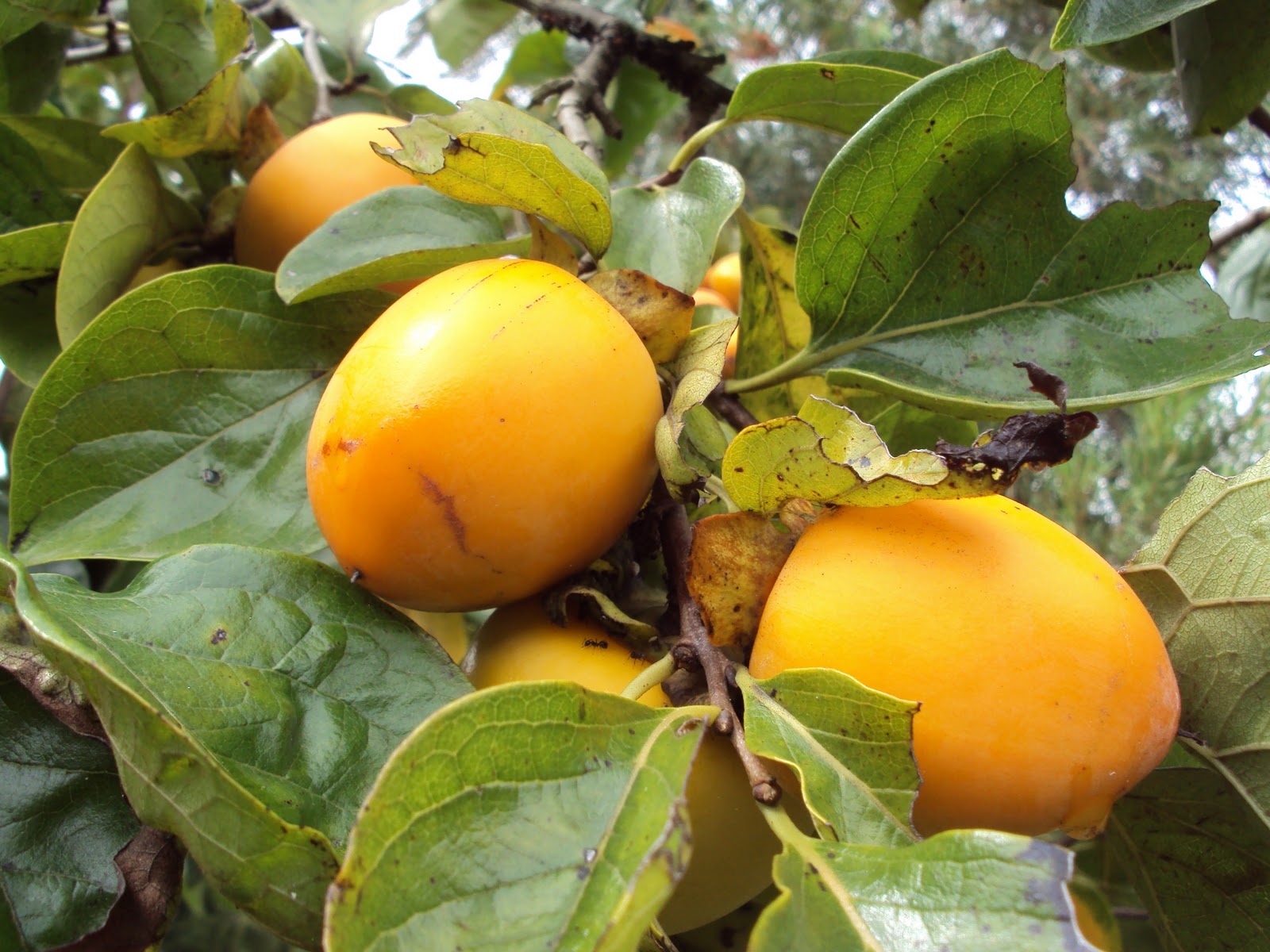 1000+ images about buah2an on Pinterest | The philippines, Java and ...