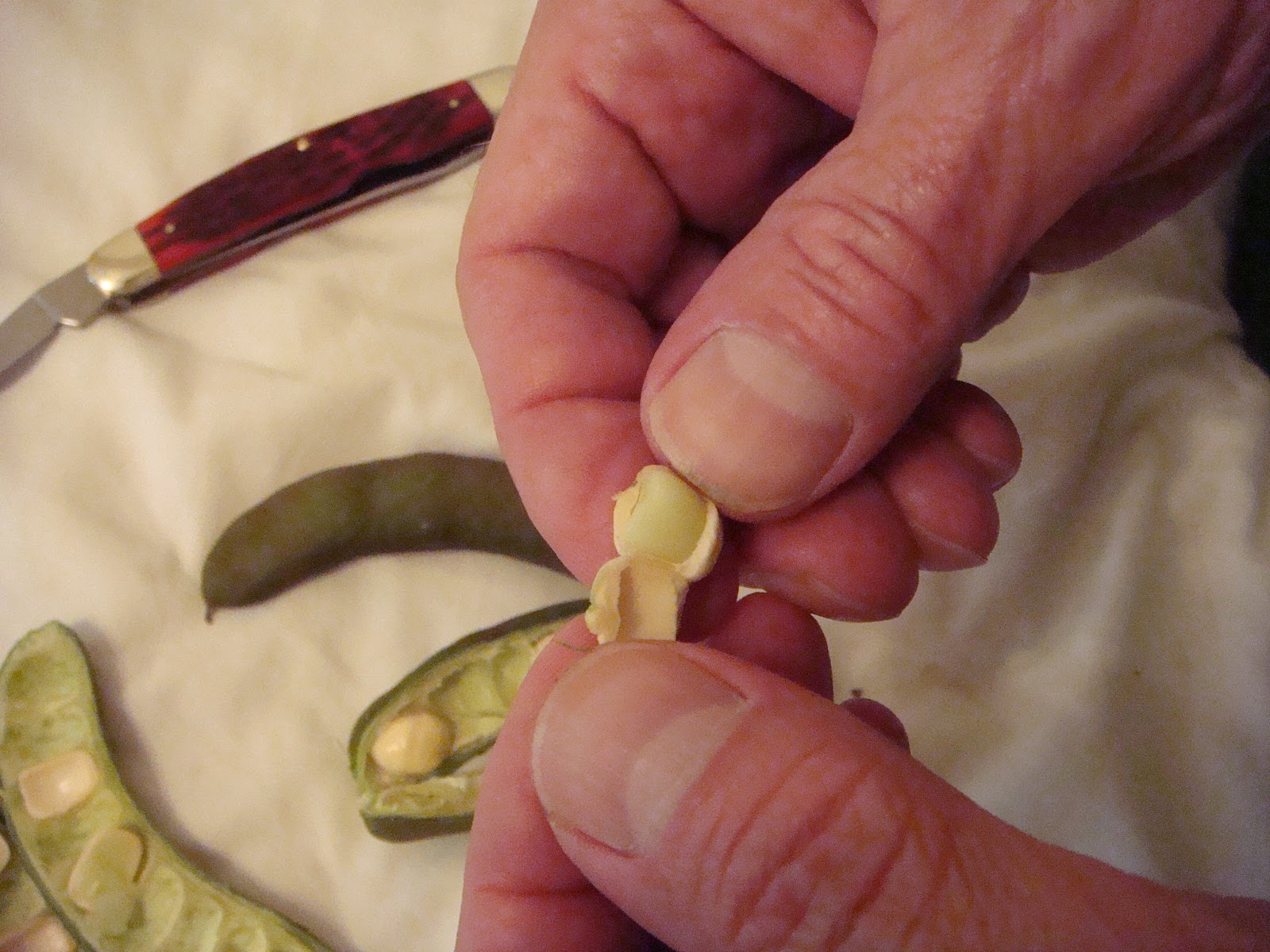 Woods Roamer: Living off the Land: Texas Ebony Beans