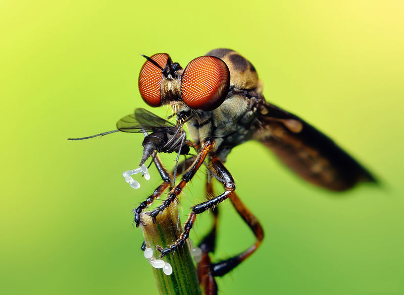 Real Monstrosities: Robber Fly