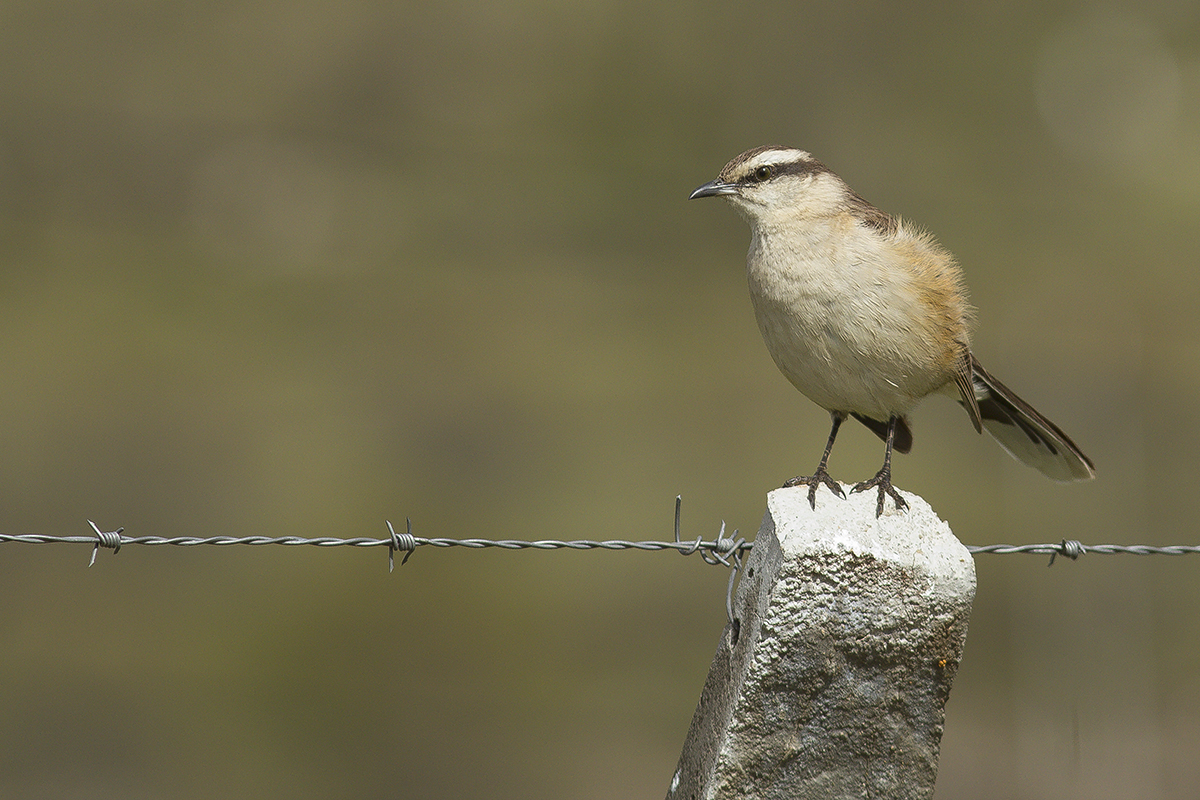 mis fotos de aves: Mimus saturninus Calandria Grande Chalk-browed ...