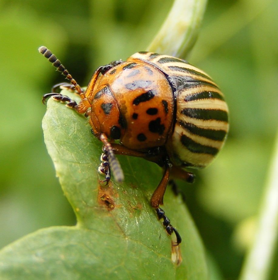 Les rêveries d'Hildegarde: Doryphore
