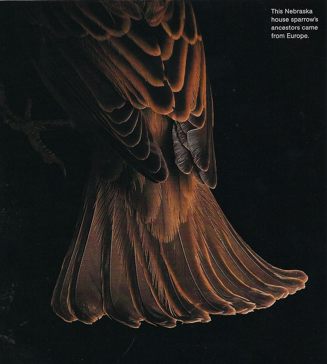Wearable Art & Costume Design: HECATE: wings Wearable Art & Costume Design: HECATE: wings