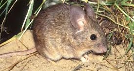 Argentina nativa: Rata orejuda de Darwin (Phyllotis darwini)