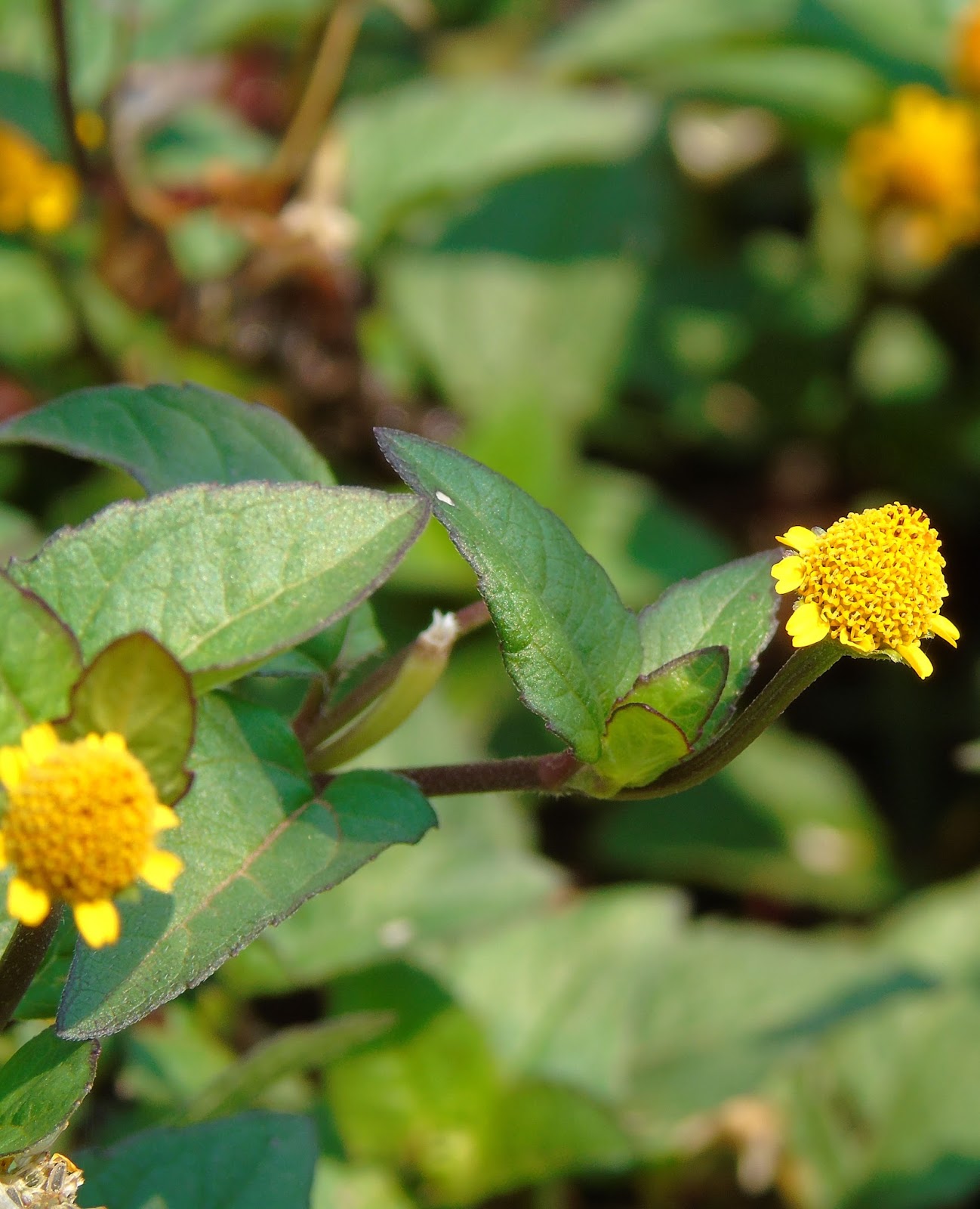 Jambu [Acmella oleracea (L.) R.K.Jansen] | A planta da vez