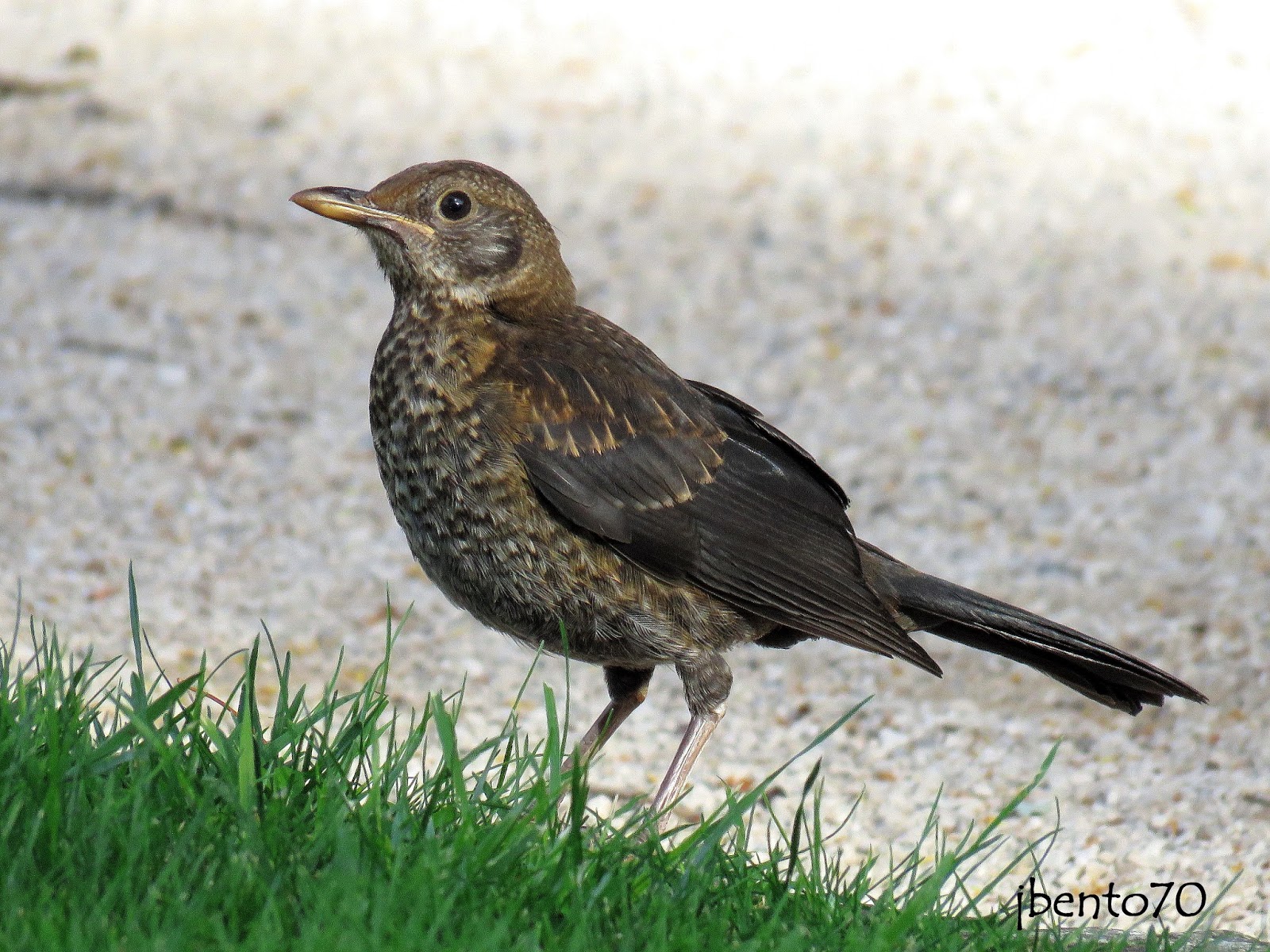 Birding Cascais: Melro-preto /Common Blackbird (Turdus merula) no ...